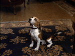 It’s a Dog’s Life – Murder, She Wrote, She Wrote